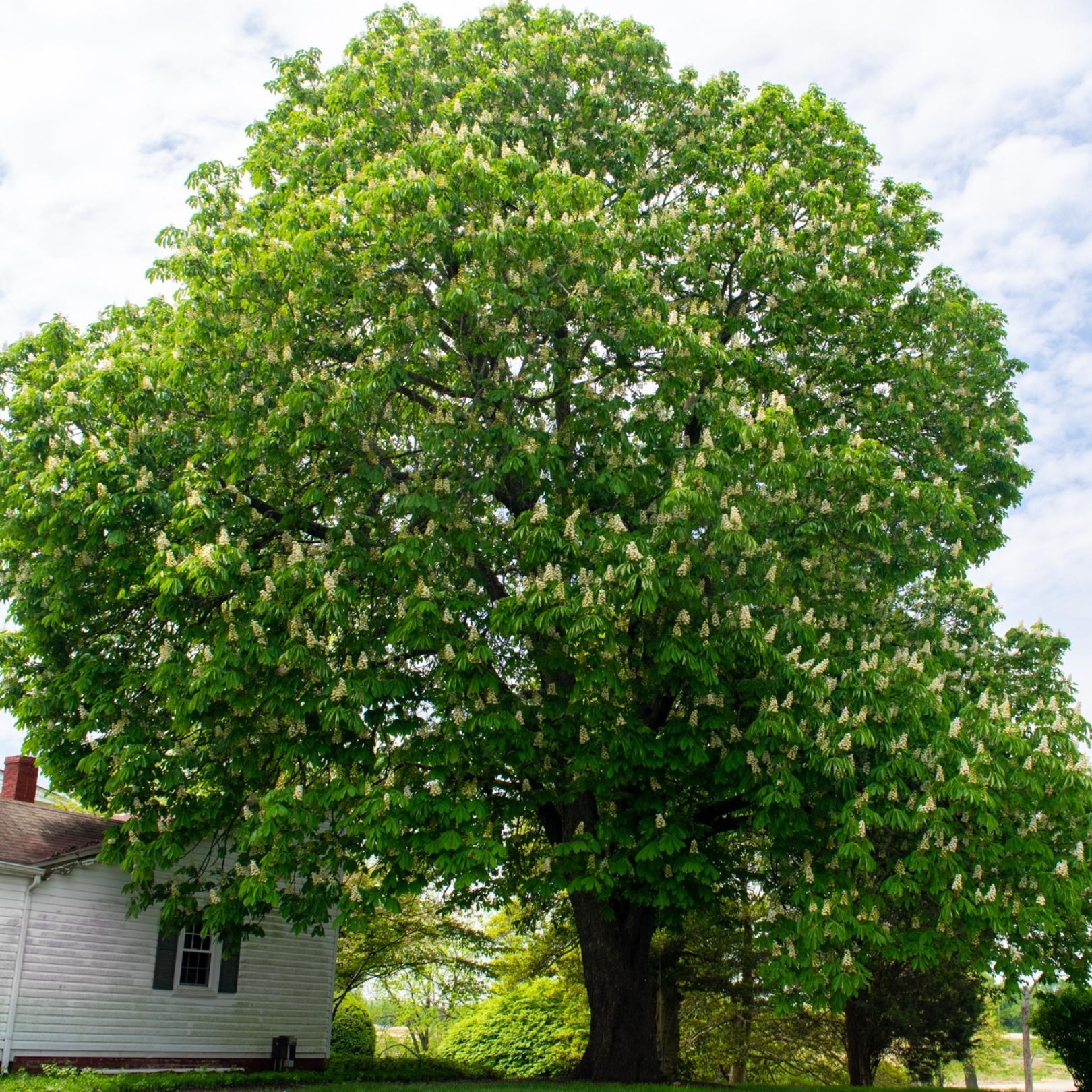 Horse Chestnut - Blythewood Landscape Management